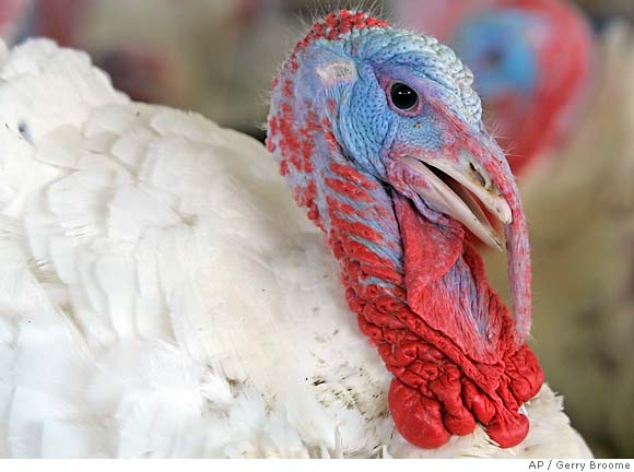 Historians' gobble squabble / Feathers ruffled by book claiming to ...