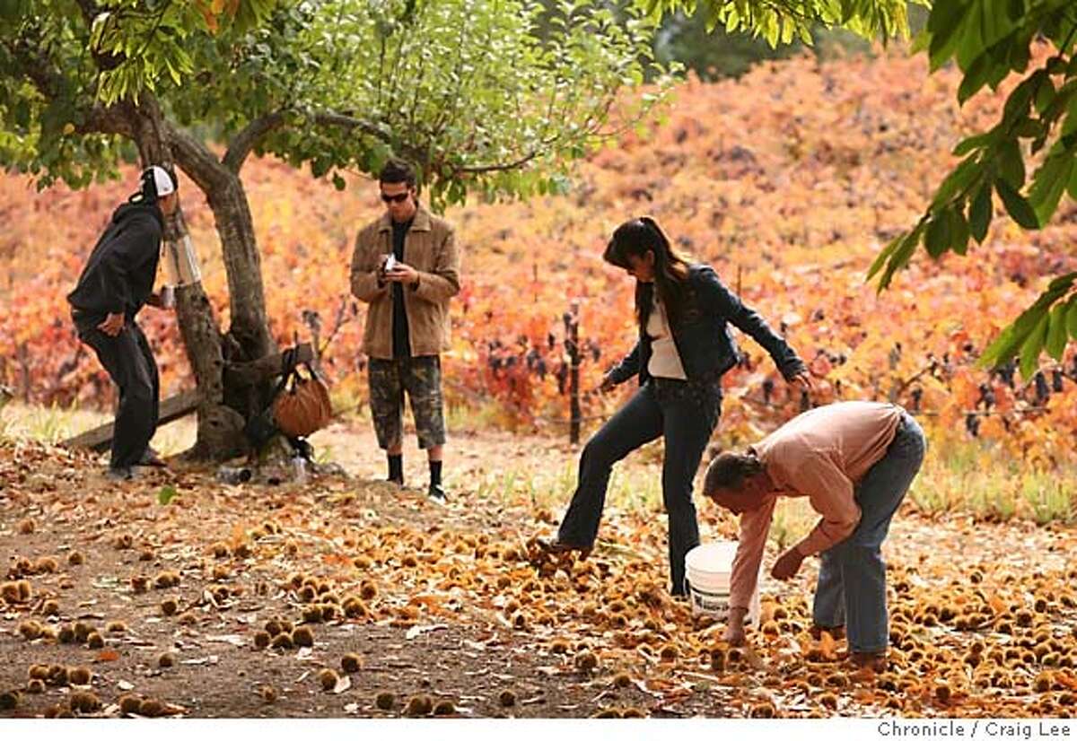 Chestnuts usher in festivities