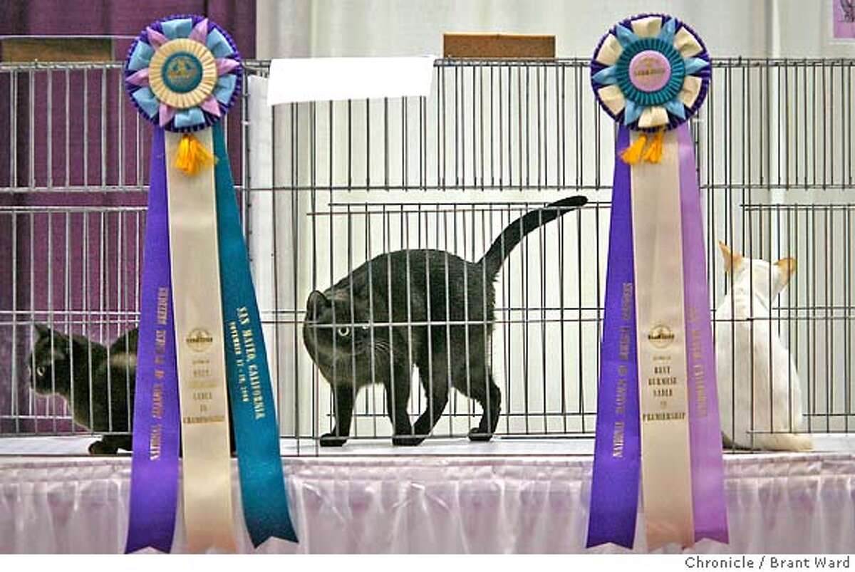 Here, kitty, kitty, kitty ... Assemble 850 felines, and the fur begins ...