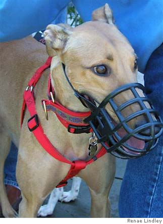 Playdates reunite retired ex-racers / Dogs regularly exercise, socialize