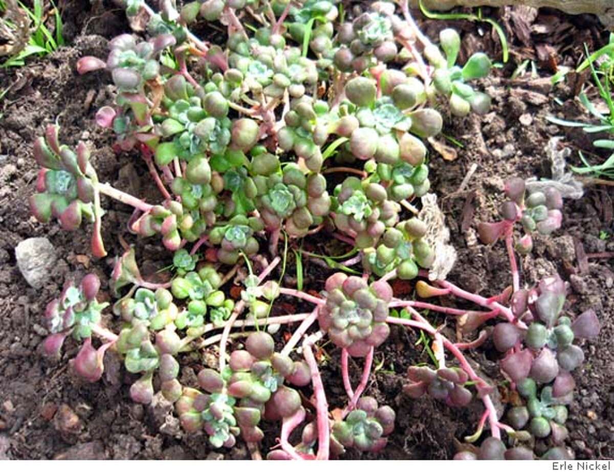 PICK OF THE WEEK / Pacific Stonecrap / Local native sedum looks pretty ...