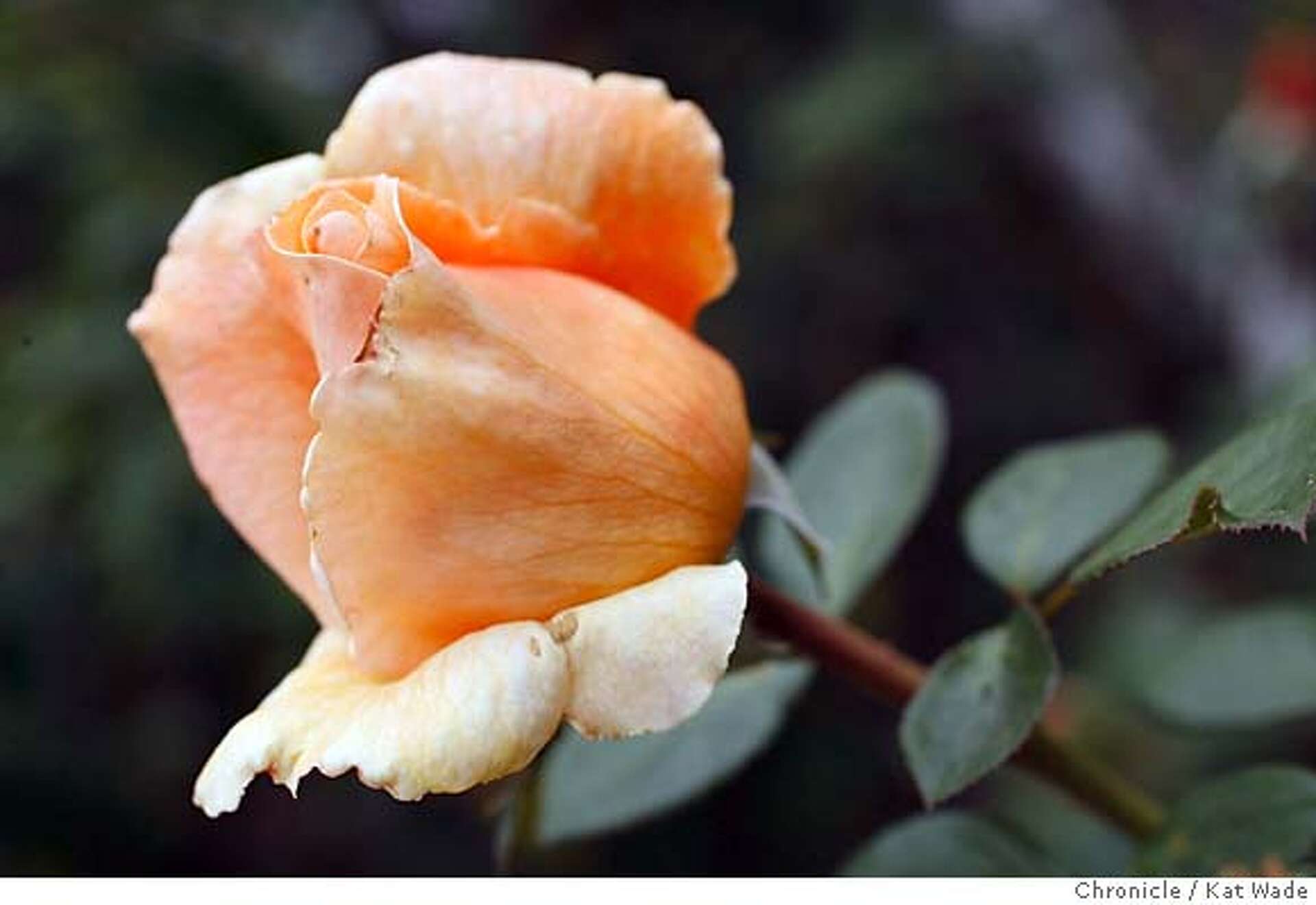 At home with Wendy Tokuda / TV newscaster may just be the ultimate ...