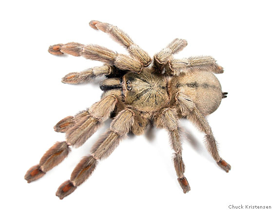 Scientists learn why this spider's bite hurts / The Trinidad tarantula ...