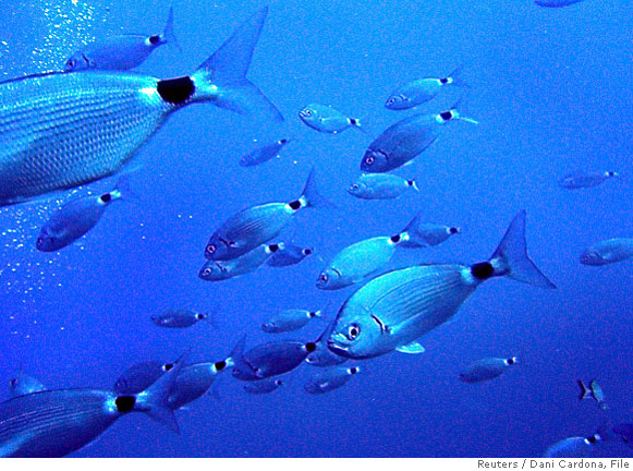 Fish population on the brink / Experts report downward spiral of marine ...