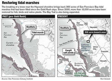 HAYWARD / 350 more acres of former salt ponds restored to tidal marsh