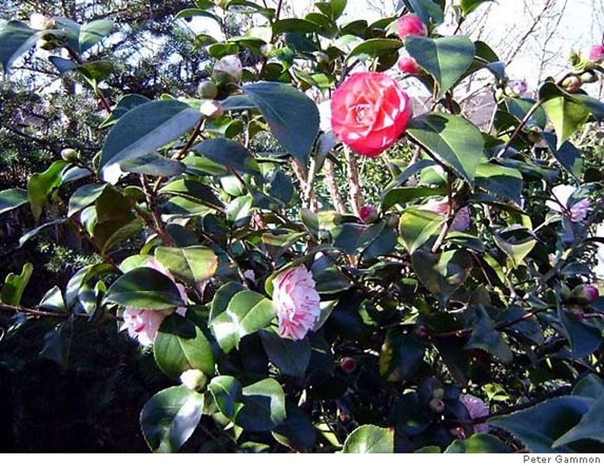 Beyond the sea, there are shrubs aplenty / One gardener nails down all ...