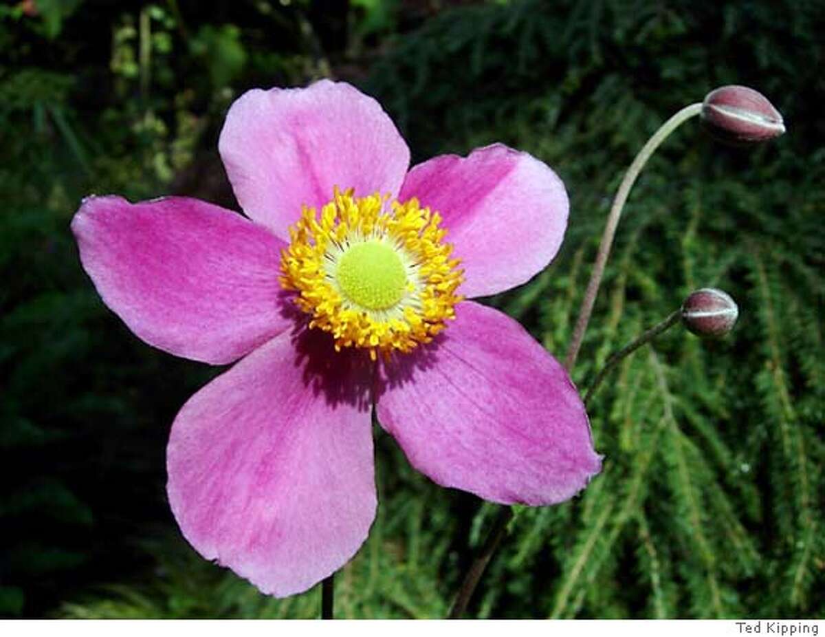 PICK OF THE WEEK / Japanese anemones / These perennials a great source ...