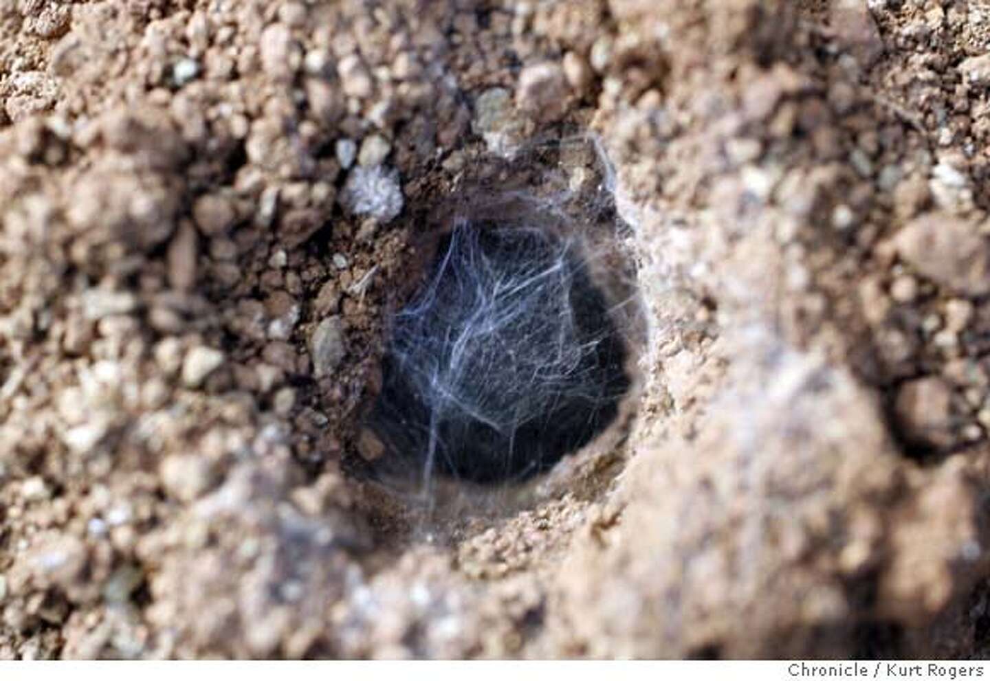 Why are Bay Area tarantulas emerging from their burrows? Sex, naturally.