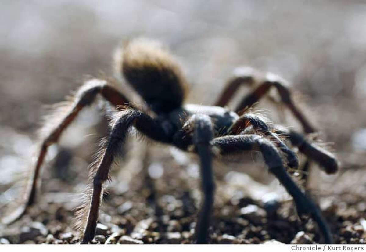 Tarantulas out in force, on the make