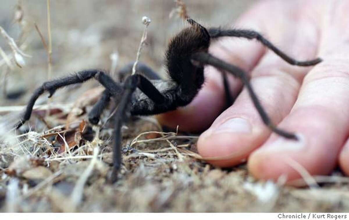 Tarantulas out in force, on the make