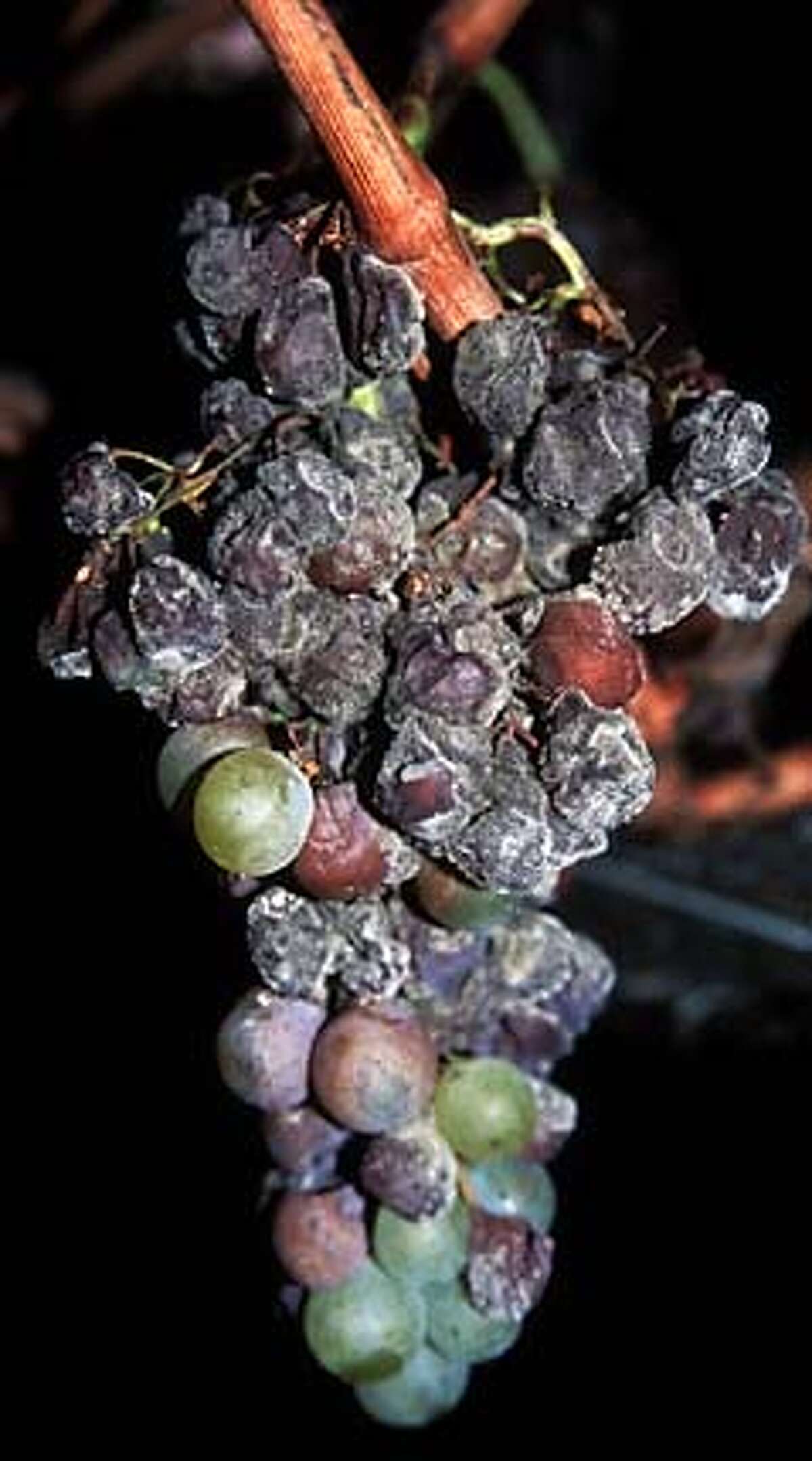 Ignoble rot spells trouble for Pinot Noir, Zinfandel