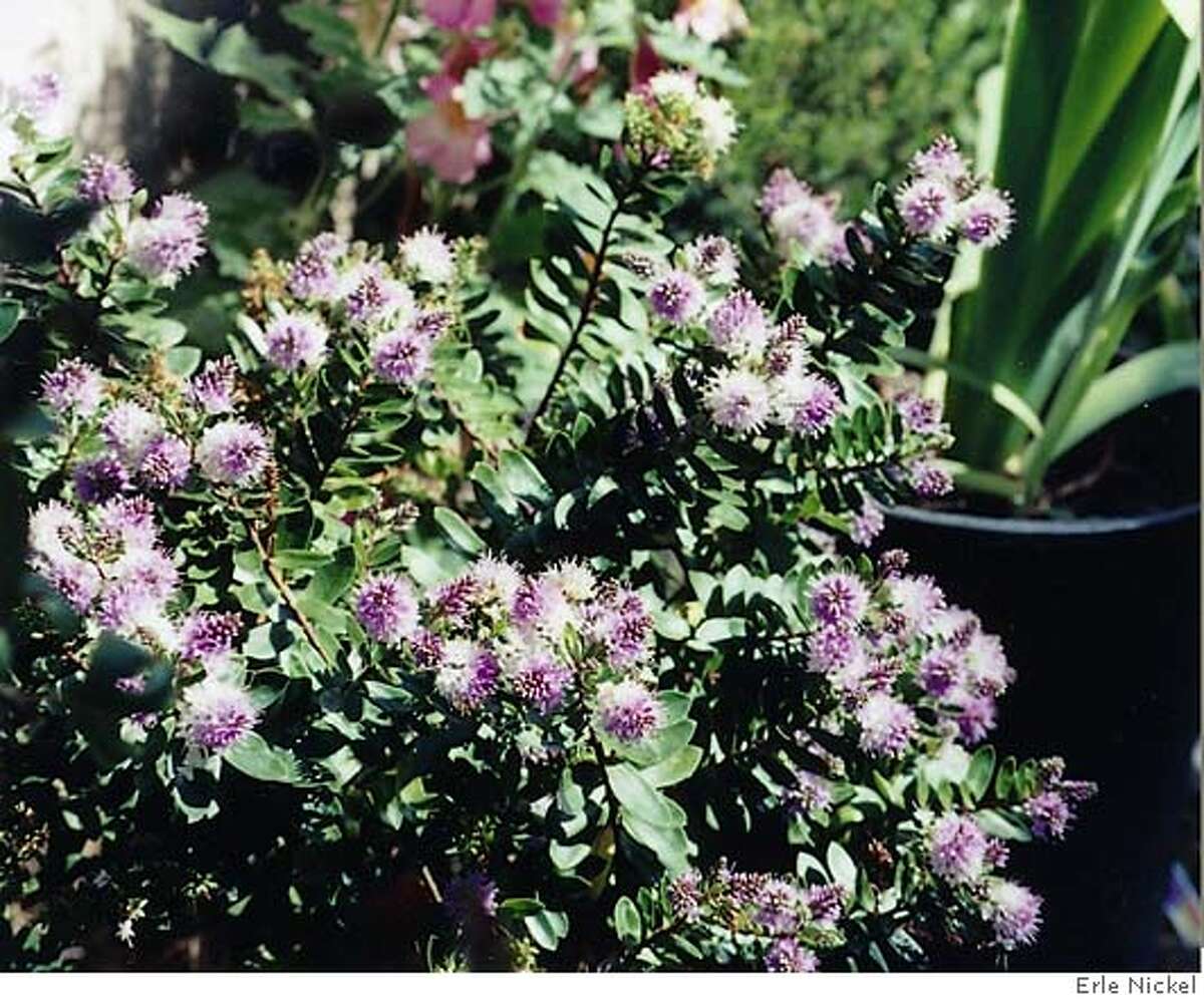 PICK OF THE WEEK / Hebe / Versatility is the key to this evergreen shrub