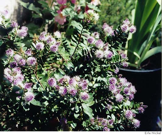 PICK OF THE WEEK / Hebe / Versatility is the key to this evergreen shrub