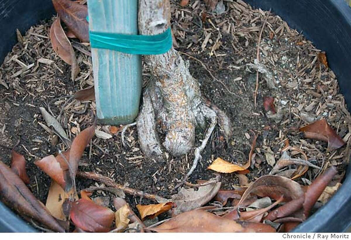 Looming wet season best time to plant; challenge lies in finding the ...