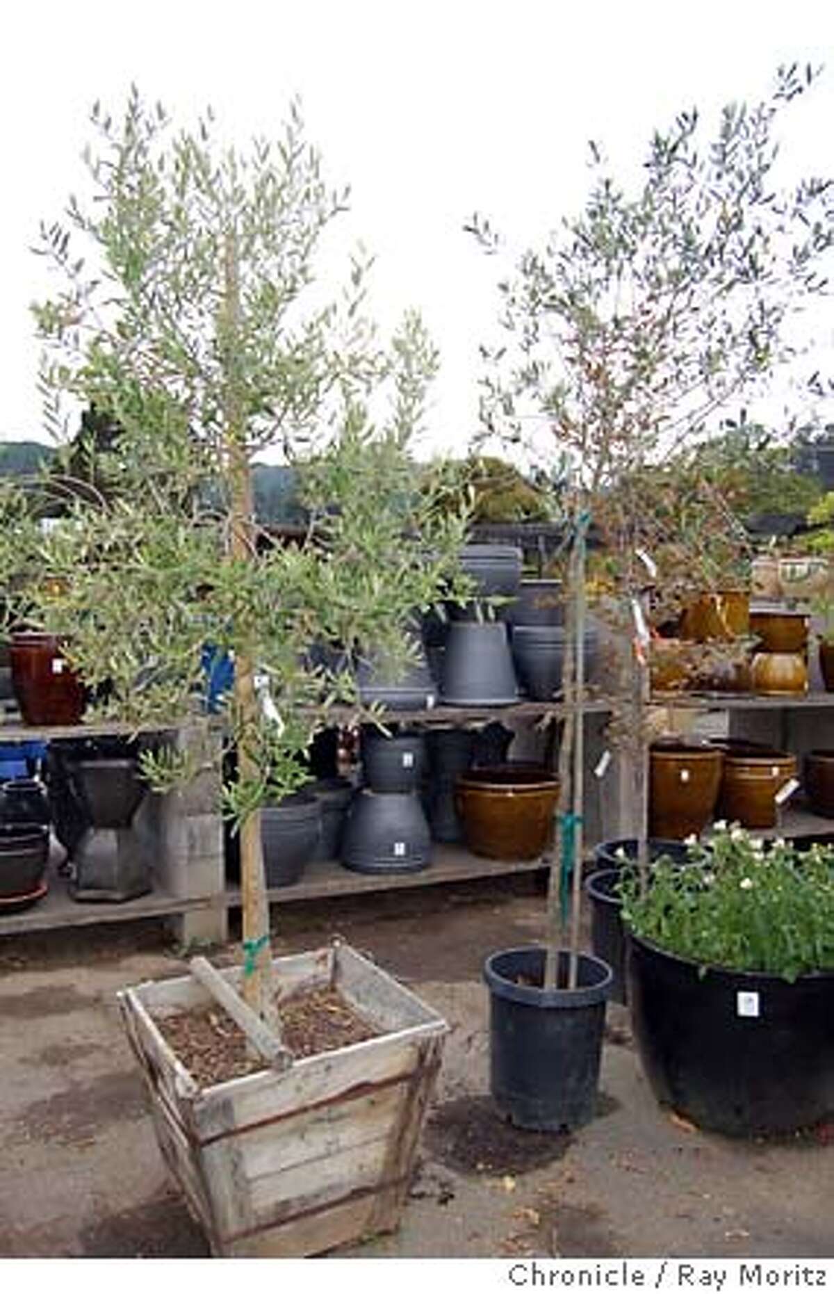 Looming wet season best time to plant; challenge lies in finding the ...