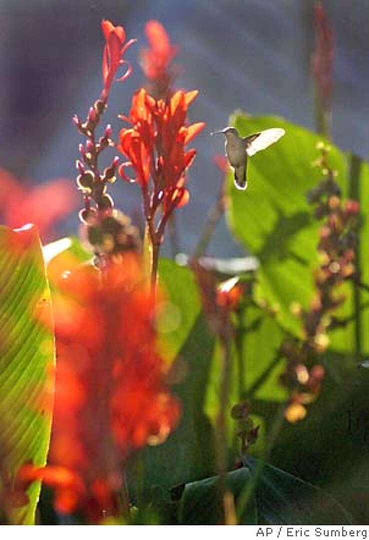 Easy to lure hummingbirds in Bay Area