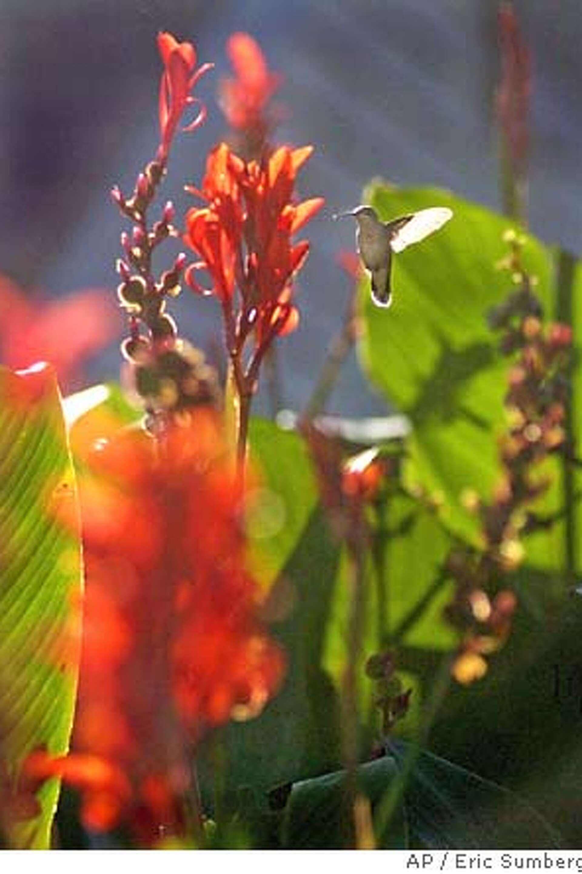 Easy to lure hummingbirds in Bay Area