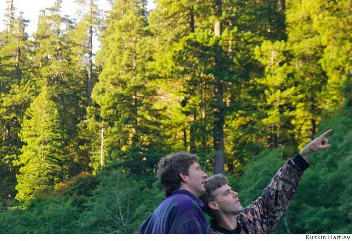HUMBOLDT COUNTY / World's tallest tree, a redwood, confirmed