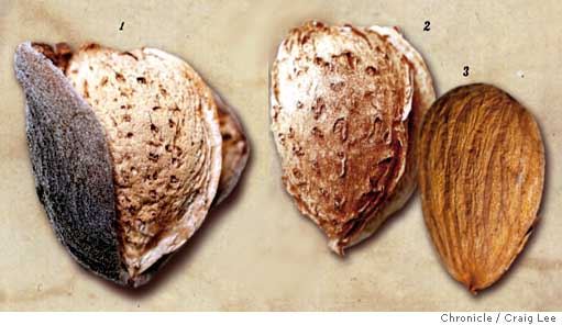 ALMONDS / Enjoying almonds at their peak is one of the best things ...