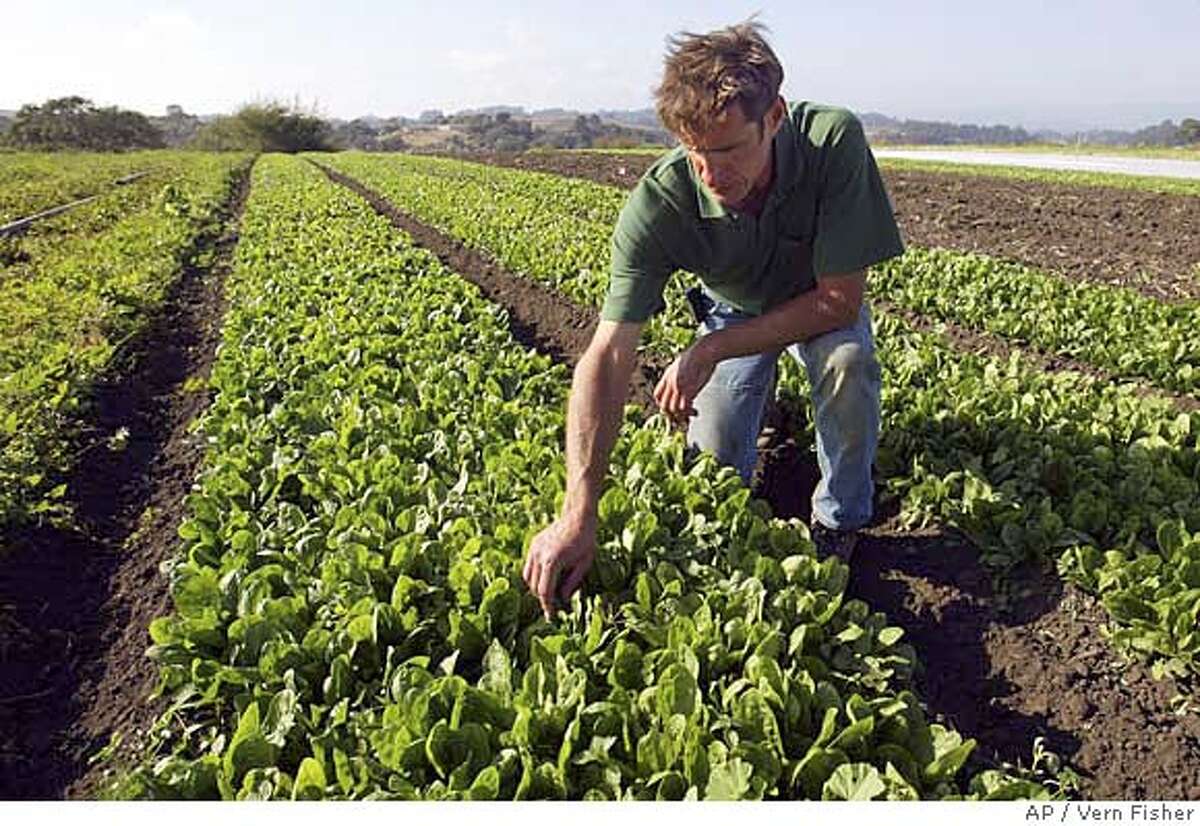 Growers could have tough time enticing spinach eaters back