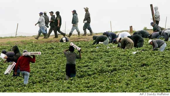 New focus on field sanitation / E. coli contamination puts spotlight on ...