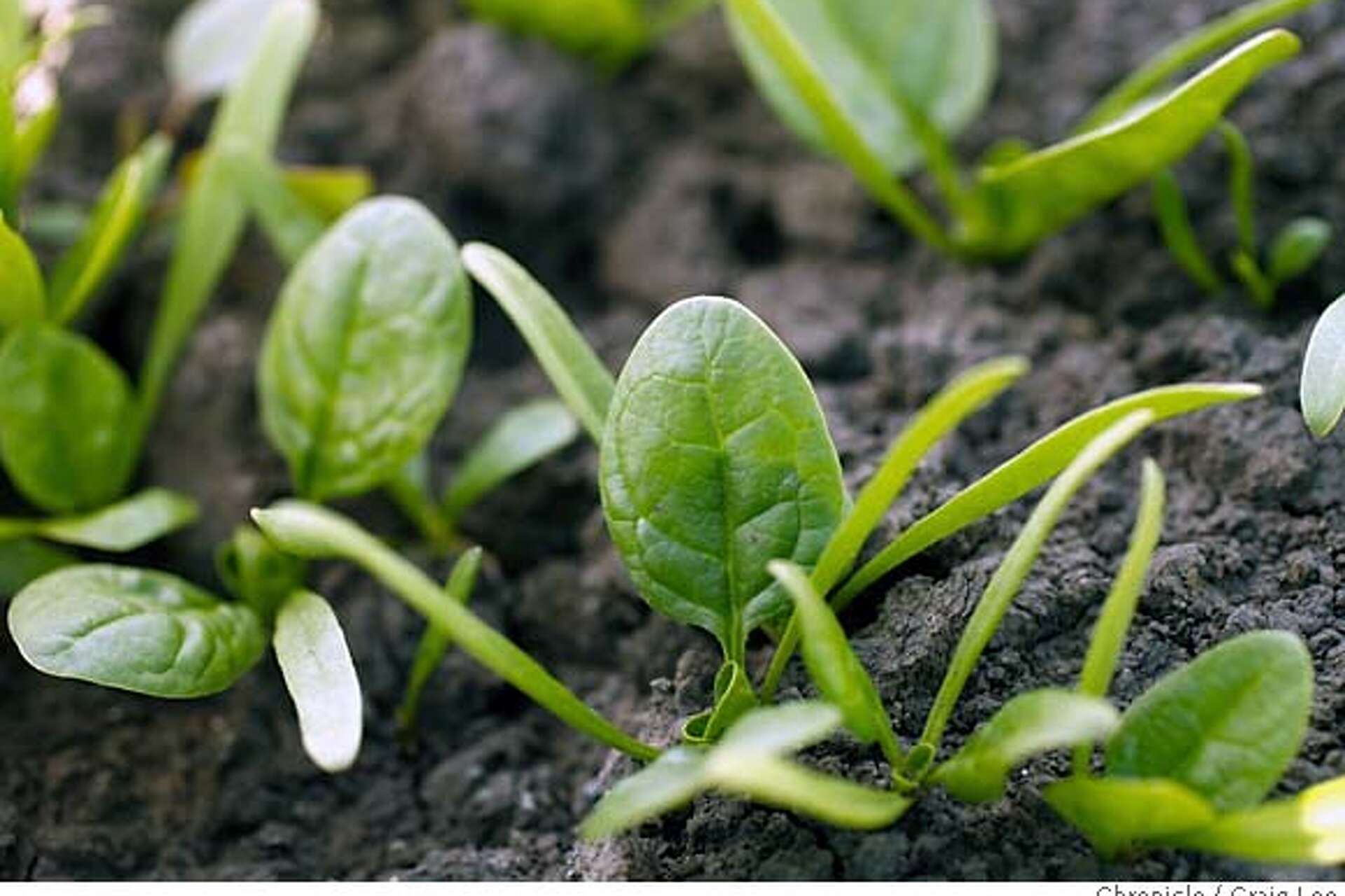 Baby Leaf Spinach Plants
