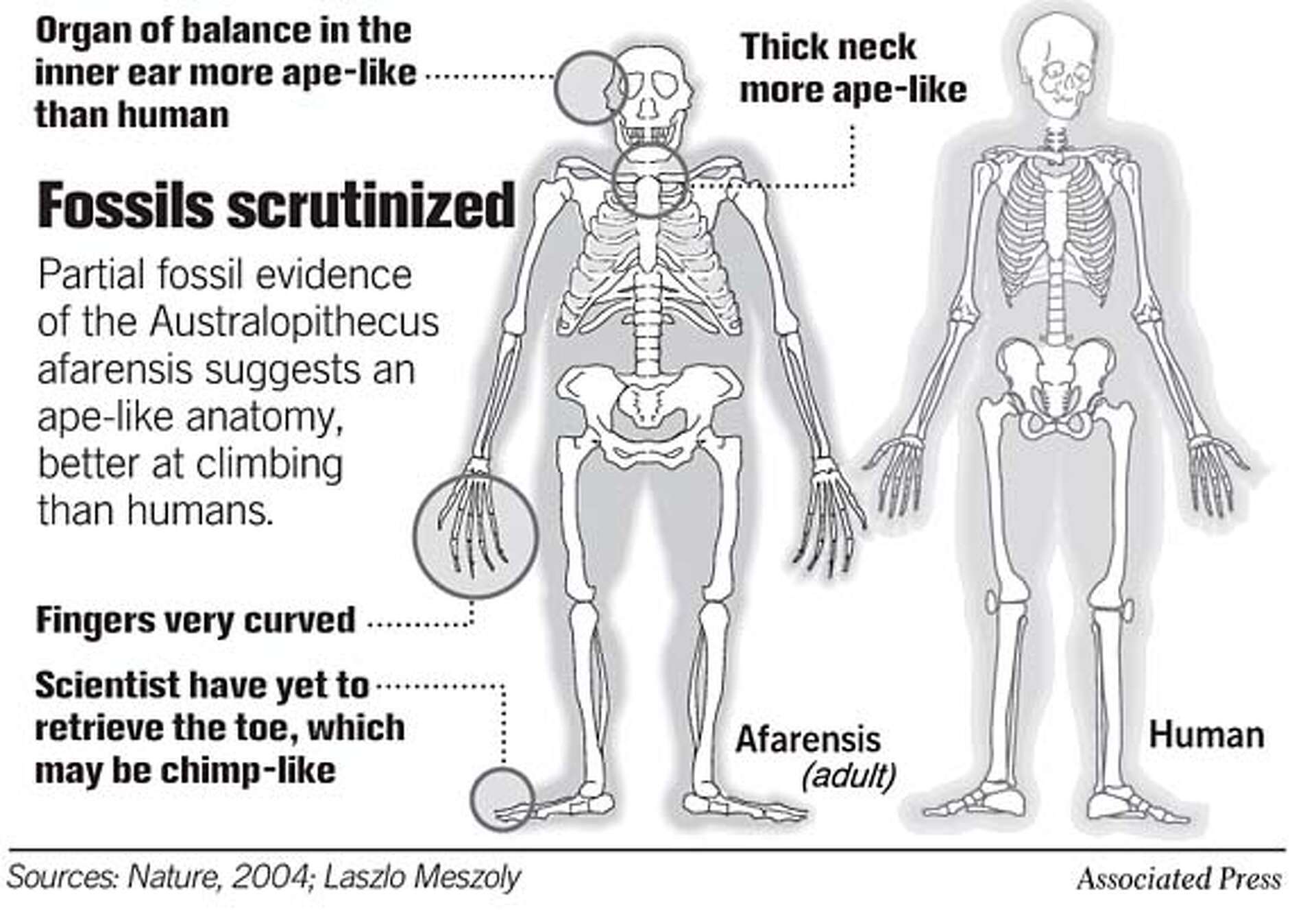 Australopithecus Afarensis Fossils Diagram