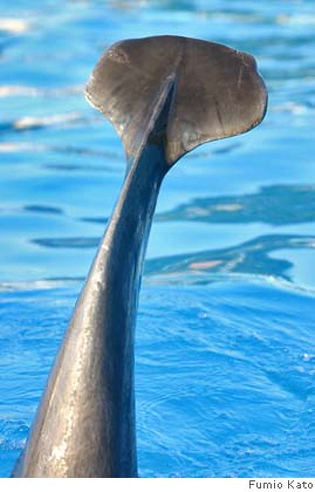 SAN FRANCISCO / Hear a real story about an artificial tail / Japanese ...