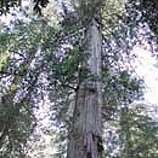Eureka! New tallest living thing discovered / THE CHAMPION: At 378.1 ...