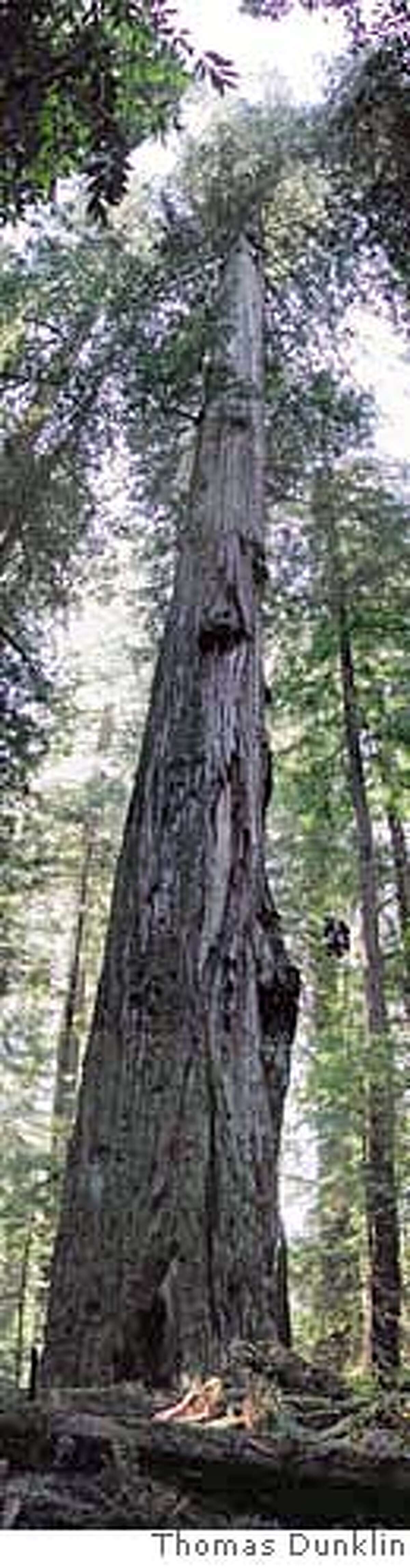 Eureka! New tallest living thing discovered / THE CHAMPION: At 378.1 ...