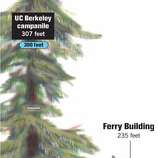 Eureka! New tallest living thing discovered / THE CHAMPION: At 378.1 ...