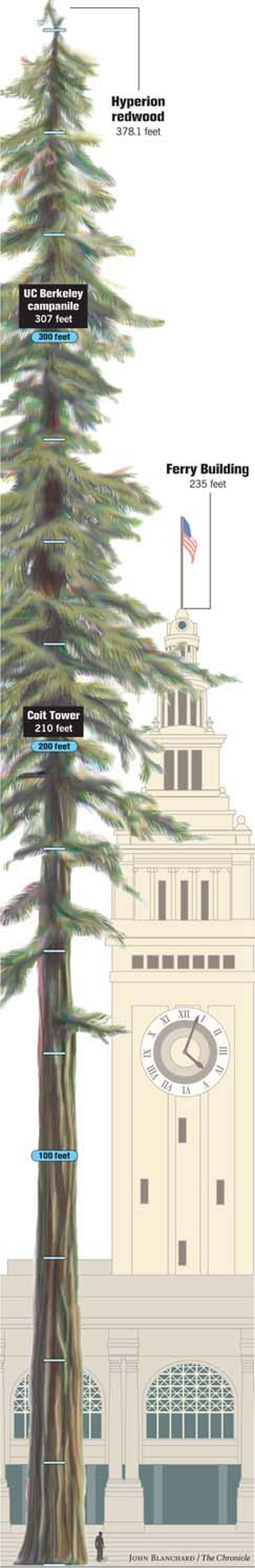 Eureka! New tallest living thing discovered / THE CHAMPION: At 378.1 ...