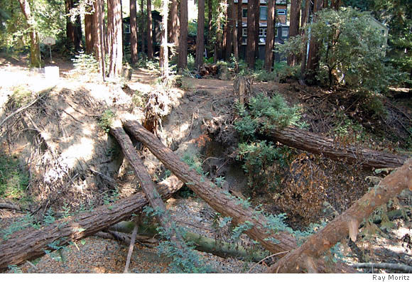 Trees help stabilize stream banks but are stressed by time, weather ...