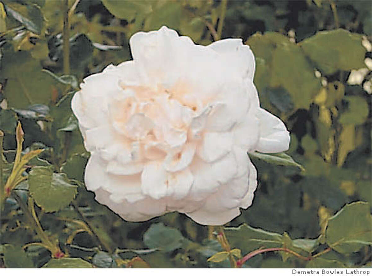 'Madame Alfred Carriere' rose / Tough rose perfect for S.F.'s climate