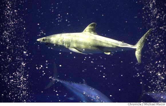 Great White Shark Kept In Captivity