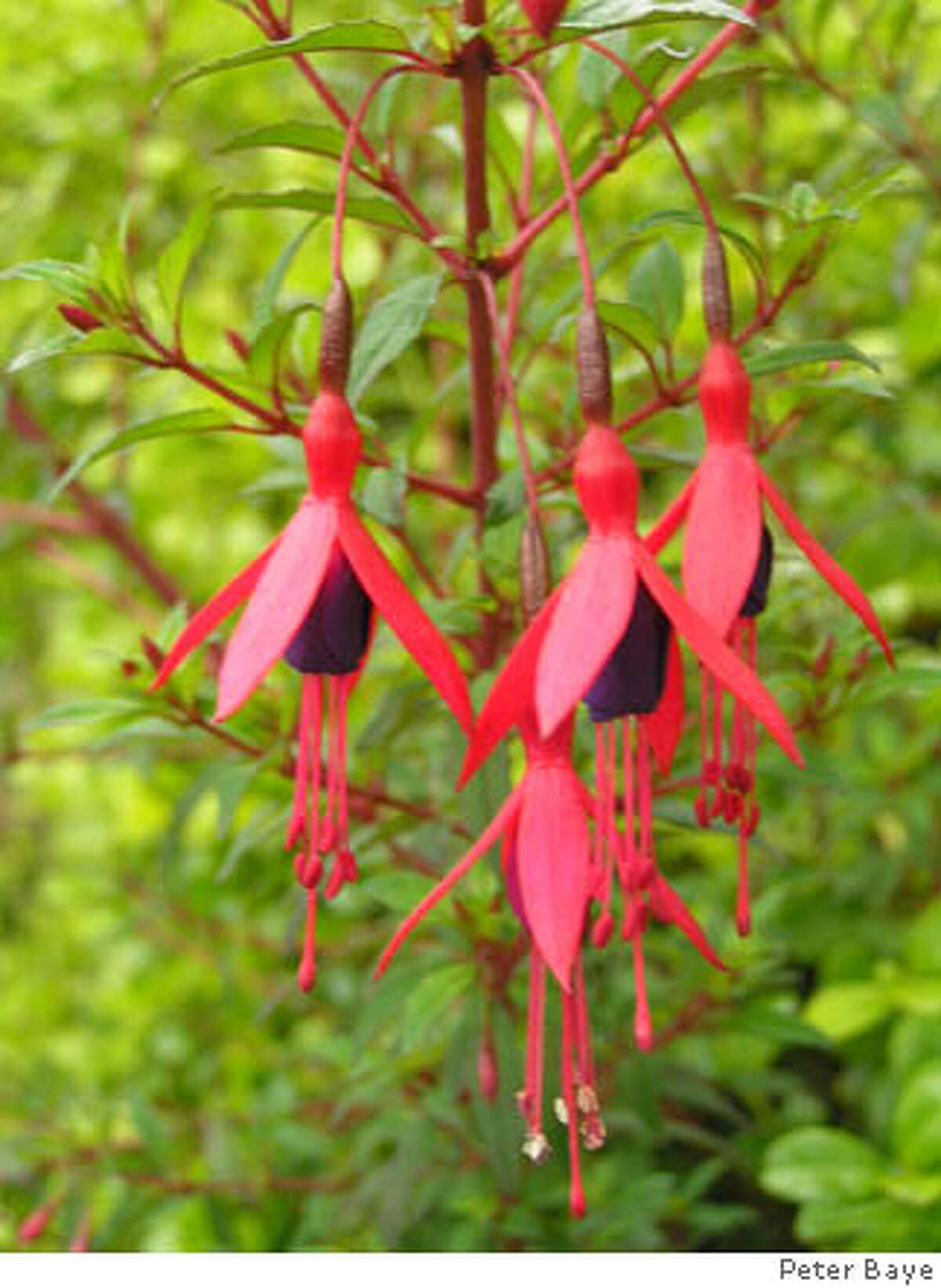 Fuchsia identification is an iffy pursuit