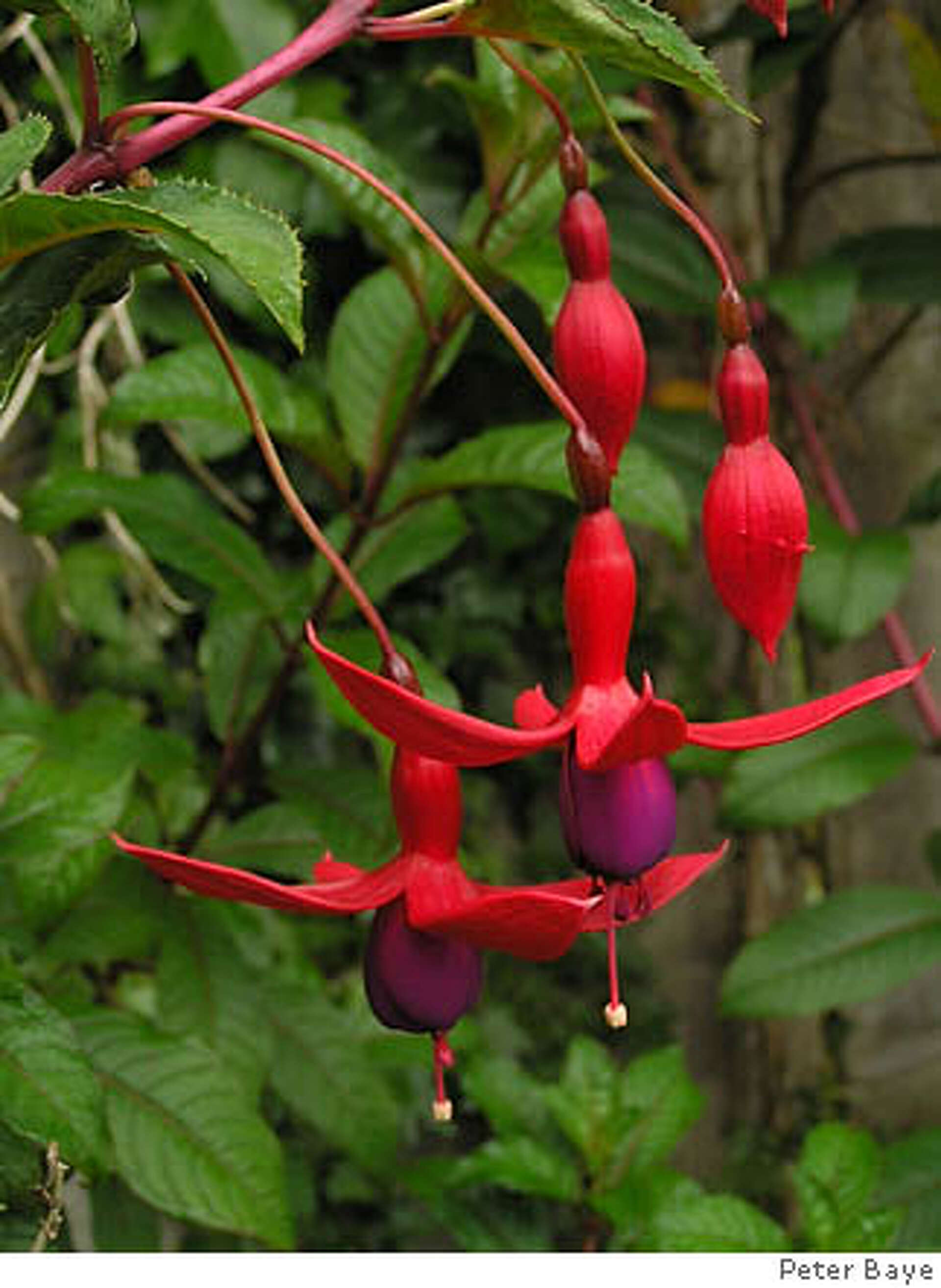 Fuchsia identification is an iffy pursuit