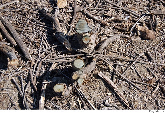 Redwoods stressed but not in danger / Extreme weather can affect trees ...