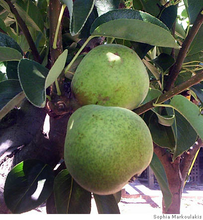 High season for heirloom apples, pears