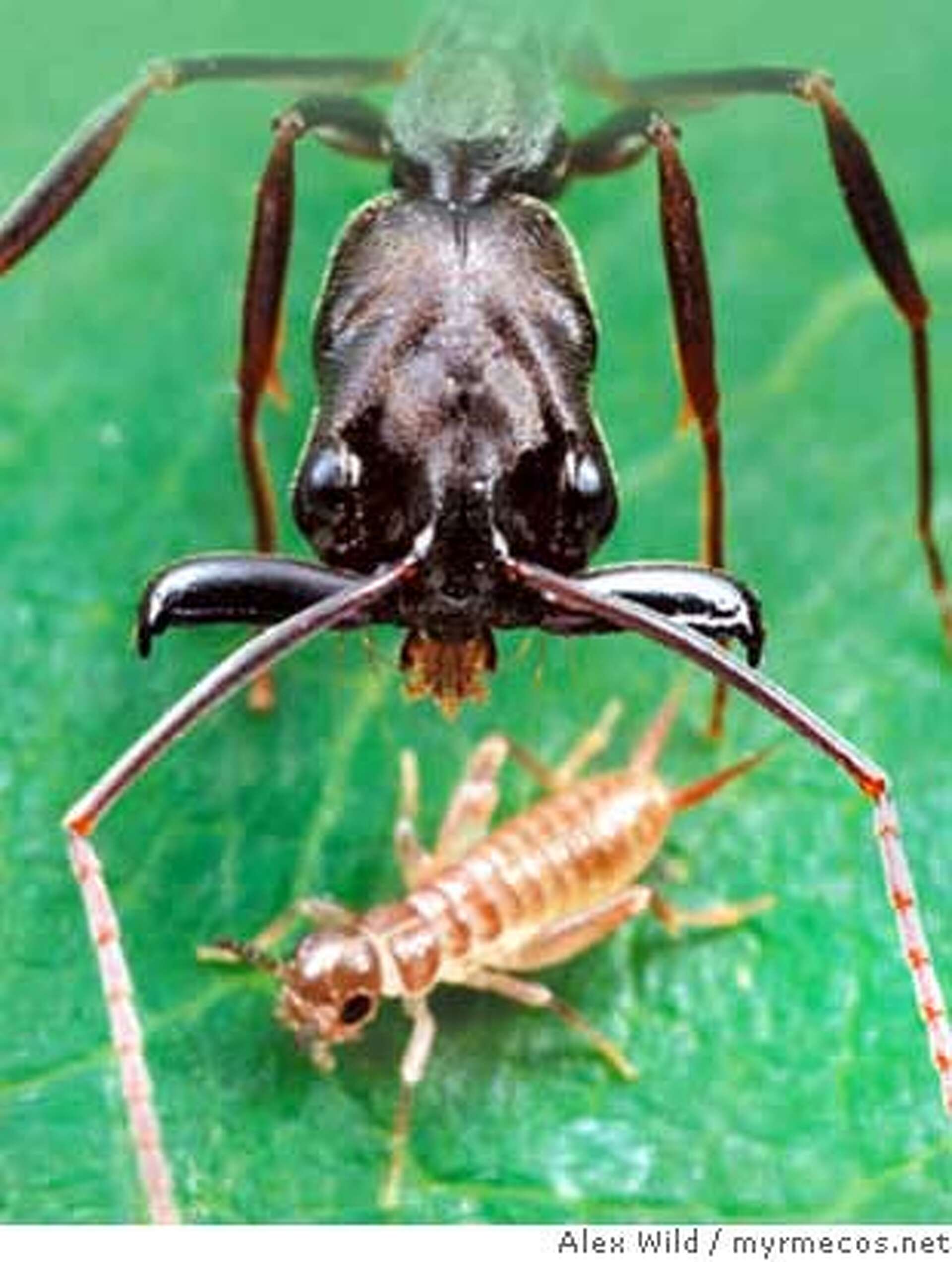 QUICK JAW / Snap to it: Ants can get a jump on predators and prey with ...