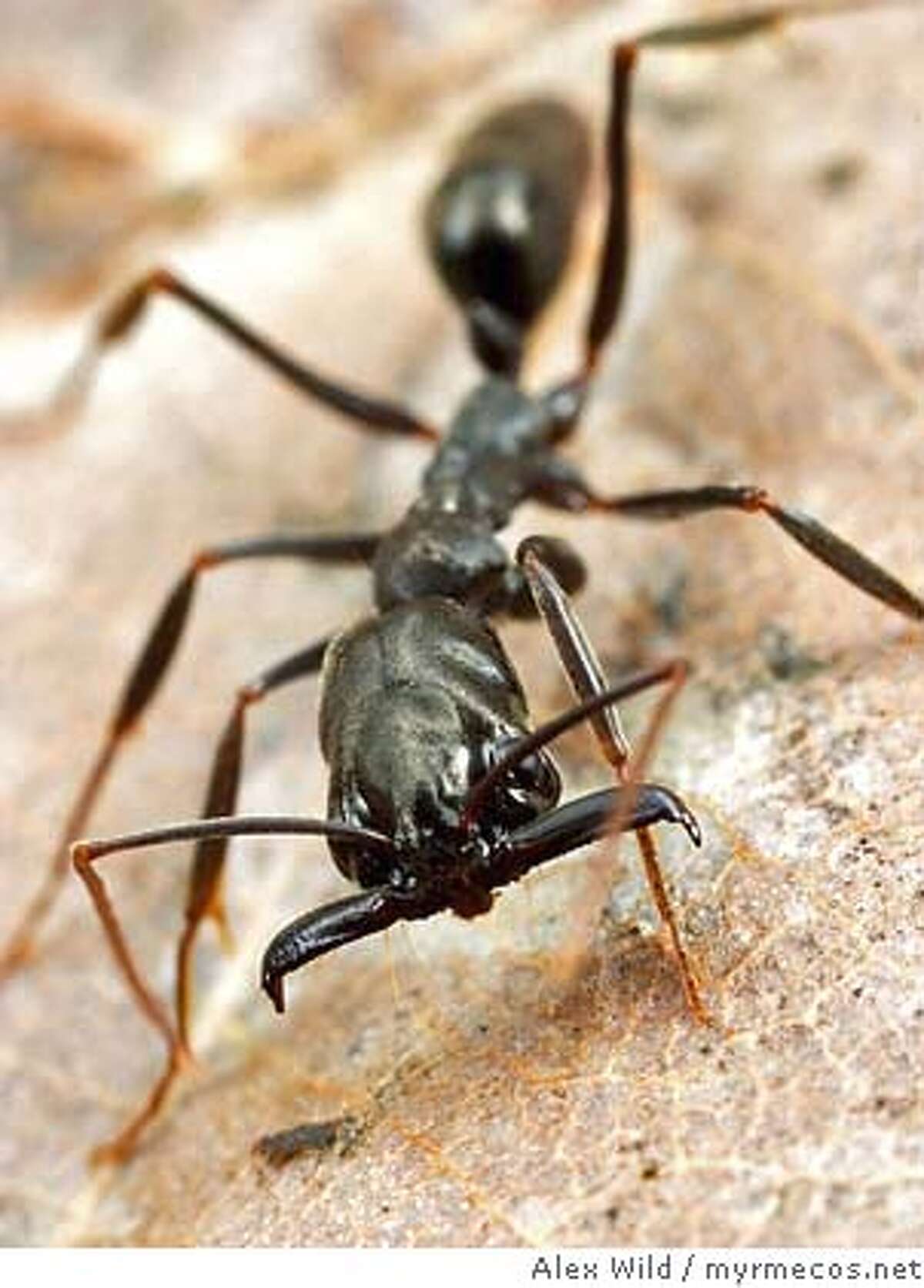 QUICK JAW / Snap to it: Ants can get a jump on predators and prey with ...