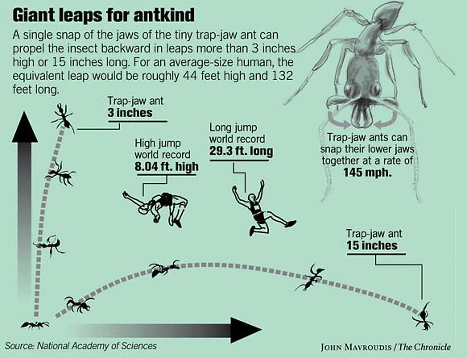 QUICK JAW / Snap to it: Ants can get a jump on predators and prey with ...