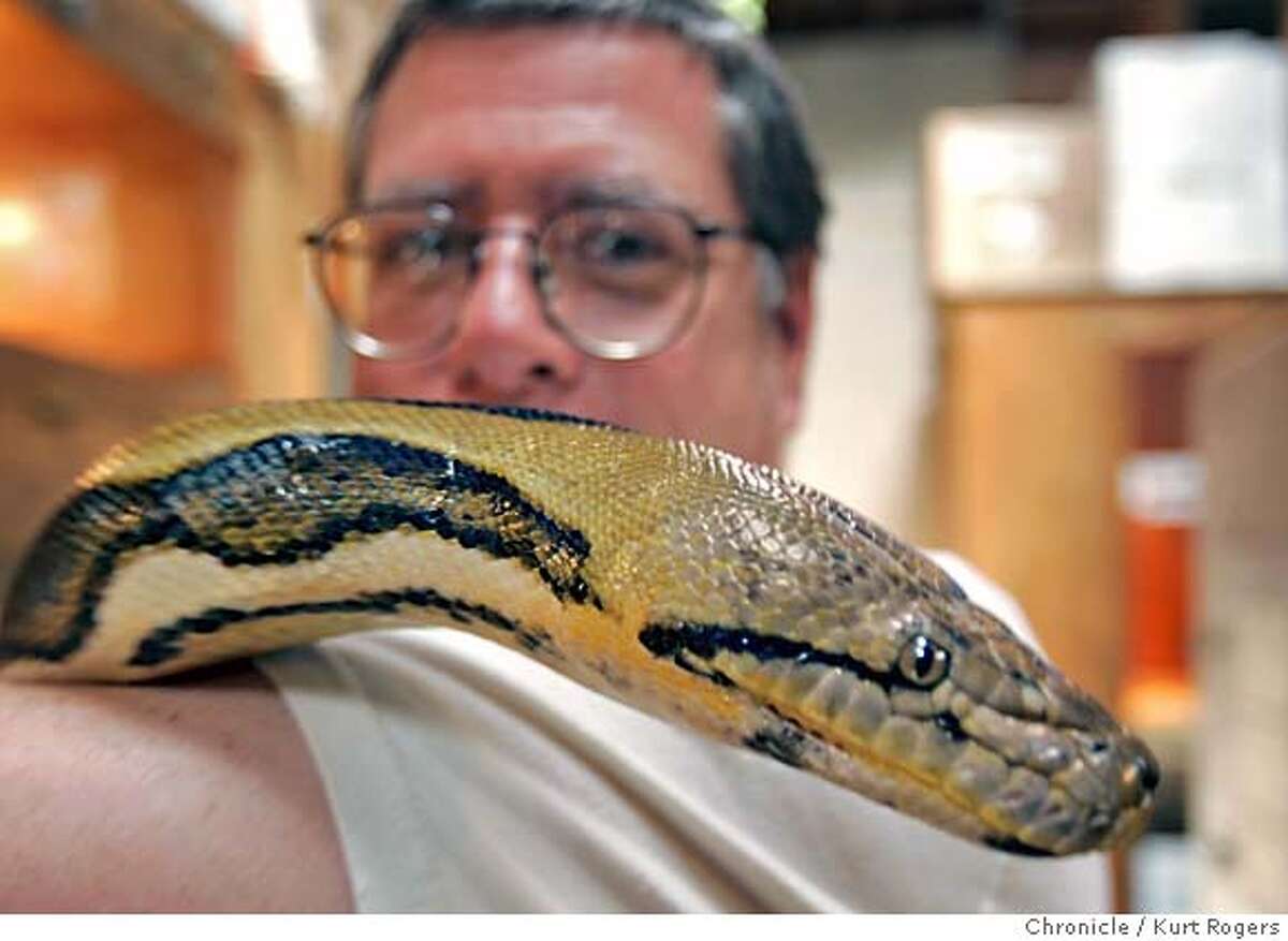 'Snakes on a Plane' is as phony as a python with fangs. It's still fun ...