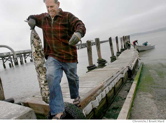 SAN FRANCISCO BAY / SHELL GAME FOR OYSTERS / Scientists building reefs ...