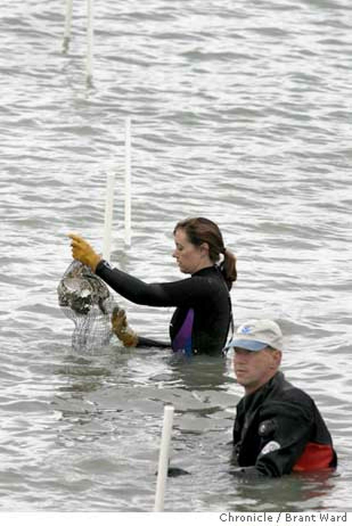 SAN FRANCISCO BAY / SHELL GAME FOR OYSTERS / Scientists building reefs ...
