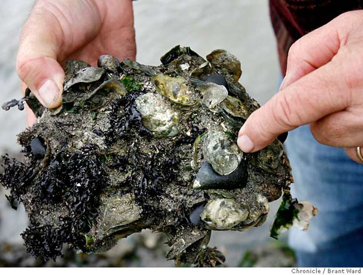 SAN FRANCISCO BAY / SHELL GAME FOR OYSTERS / Scientists building reefs ...