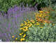 Southwestern look in Bay Area gardens / These stunning desert plants do ...
