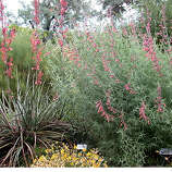 Southwestern look in Bay Area gardens / These stunning desert plants do ...
