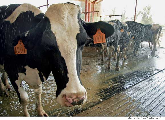 Dairy cows dying; many ripening crops at risk / Farmers fight to ...