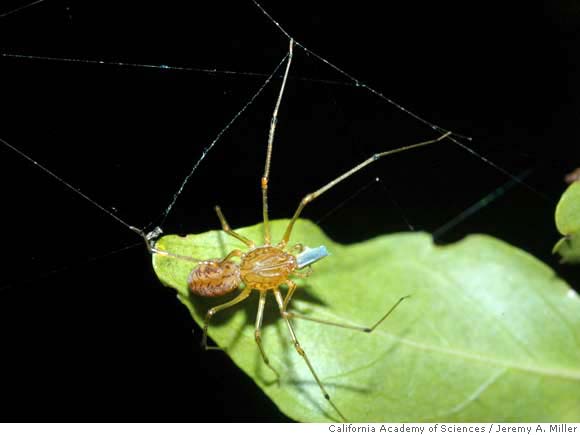ACADEMY OF SCIENCES / Spitting spider's surprise / Unlike its brethren ...